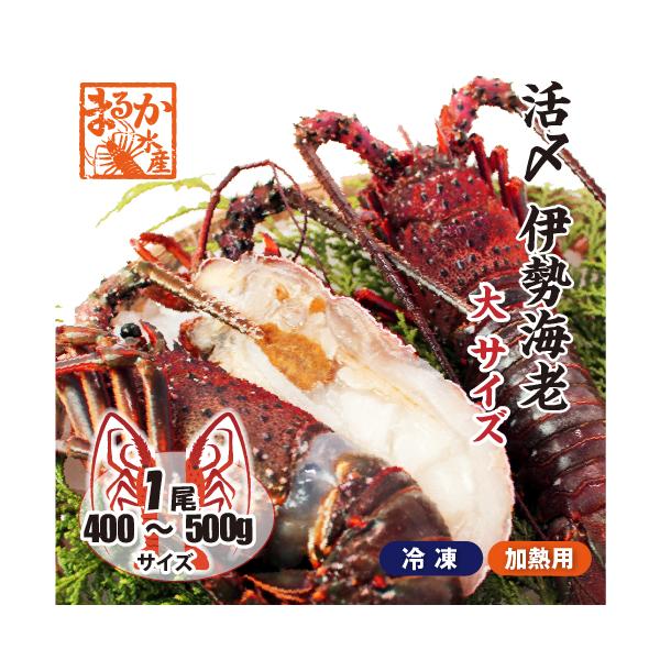 「伊勢海老」の名の由来の三重県伊勢志摩で水揚げされた、活きのいい伊勢海老を、元気なうちに氷で〆てから、急速冷凍した、鮮度のいい冷凍伊勢海老です。大きいサイズの伊勢海老（400〜500g）は、テルミドールや鬼瓦焼きにも適した「食べ応えたっぷり...