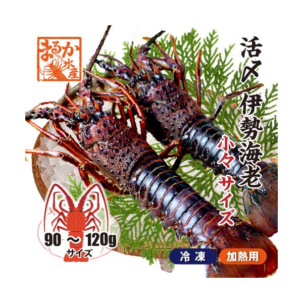 1尾90〜120の少々サイズの伊勢海老で、小さくてご家庭でも扱いやすいサイズです。漁獲の体長制限もあるため、市場に出回ってない場合もあるようです。殻ごと茹でると、エビミソ・殻のエキスが溶け出し、伊勢海老の持つ旨味や甘味をより一層強く感じるこ...