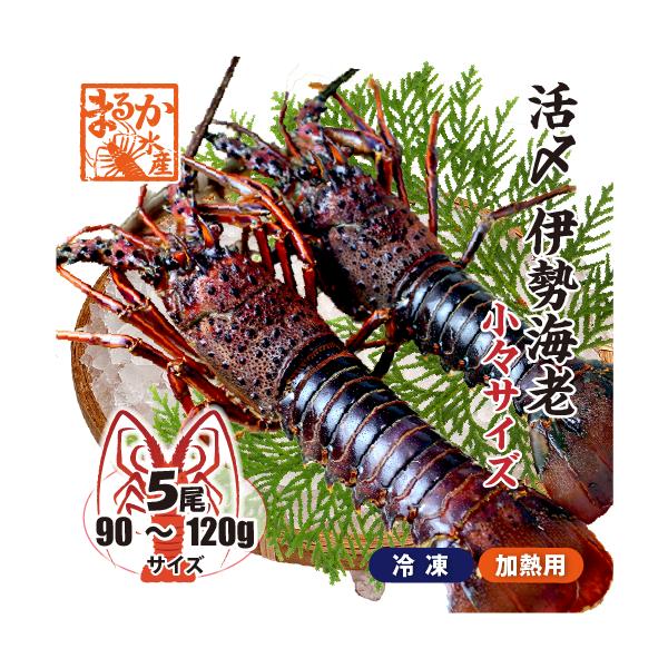 1尾90〜120の少々サイズの伊勢海老で、小さくてご家庭でも扱いやすいサイズです。漁獲の体長制限もあるため、市場に出回ってない場合もあるようです。殻ごと茹でると、エビミソ・殻のエキスが溶け出し、伊勢海老の持つ旨味や甘味をより一層強く感じるこ...