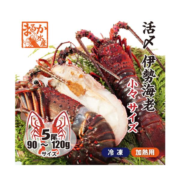 1尾90〜120の少々サイズの伊勢海老で、小さくてご家庭でも扱いやすいサイズです。漁獲の体長制限もあるため、市場に出回ってない場合もあるようです。殻ごと茹でると、エビミソ・殻のエキスが溶け出し、伊勢海老の持つ旨味や甘味をより一層強く感じるこ...