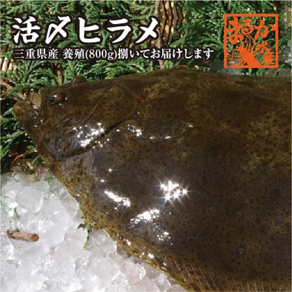 三重県で育った新鮮なヒラメのお刺身は身に透明感が有り味、食感共抜群！さすが白身魚の代表です。発送時に水槽から水揚げをして、活〆して発送します。鮮度を保つのと、生ごみの処理が軽減する、水洗い（ウロコ、内臓、エラの除去）もお選びいただけます。