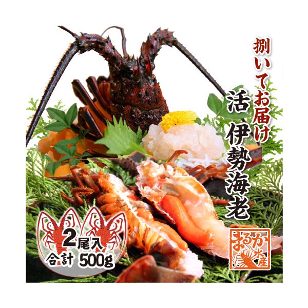 お料理屋さんの伊勢海老をご家庭で！ 透き通って プリプリした甘い身が何とも言えない、海の王様。国産の小サイズの活伊勢海老 標準サイズ 2尾入（合計500g）を、出荷寸前に捌いて発送いたします。捌き方を選択していただければ、捌くのが苦手な方も...