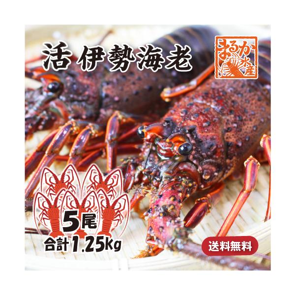 【まるか水産 標準サイズの伊勢海老を５尾お届けします。】230〜270gの伊勢海老５尾のセットです。中ぶりで、刺身にも鬼瓦焼きにも適した、ちょうどいいサイズです。 但し、足も角もきれいにそろっている伊勢海老が欲しい方はご遠慮ください。ほんの...