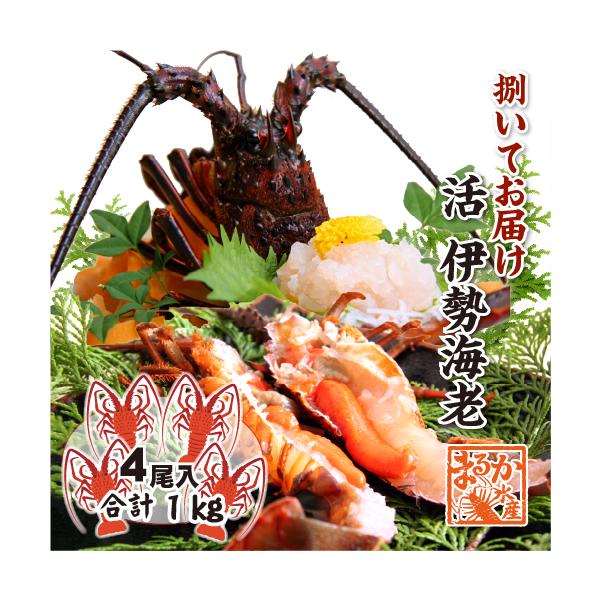 お料理屋さんの伊勢海老をご家庭で！ 透き通って プリプリした甘い身が何とも言えない、海の王様。国産の小サイズの活伊勢海老 標準サイズ 4尾入（合計1kg）を、出荷寸前に捌いて発送いたします。捌き方を選択していただければ、捌くのが苦手な方も安...