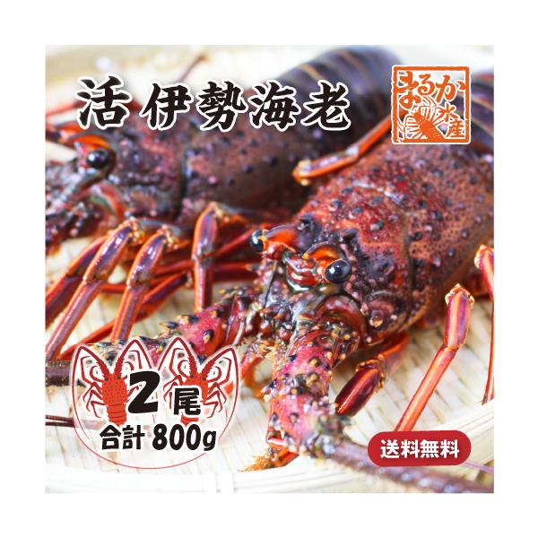 【大きい伊勢海老2尾を活きたまま発送します。】食べ応えタップリ！400g前後の伊勢海老を2尾（合計800g）セットです。刺身にも鬼瓦焼きにも適した「食べ応えたっぷり」のサイズです 但し、足も角もきれいにそろっている伊勢海老が欲しい方はご遠慮...