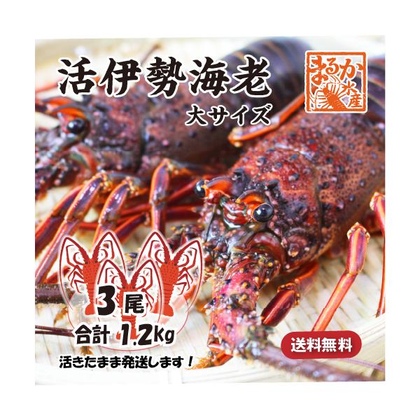 【大きい伊勢海老3尾を活きたまま発送します。】食べ応えタップリ！400g前後の伊勢海老を3尾（合計1.2kg）お届けします。新鮮なので、刺身や鬼瓦焼きなどいろいろな料理にできます。 但し、足も角もきれいにそろっている伊勢海老が欲しい方はご遠...