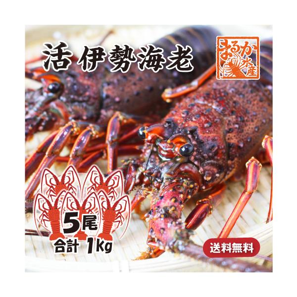 【お手頃サイズの伊勢海老を5尾お届けします。】180〜220gの伊勢海老5尾のセットです。中ぶりで、刺身にも鬼瓦焼きにも適した、ちょうどいいサイズです。 但し、足も角もきれいにそろっている伊勢海老が欲しい方はご遠慮ください。ほんの少しだけ訳...