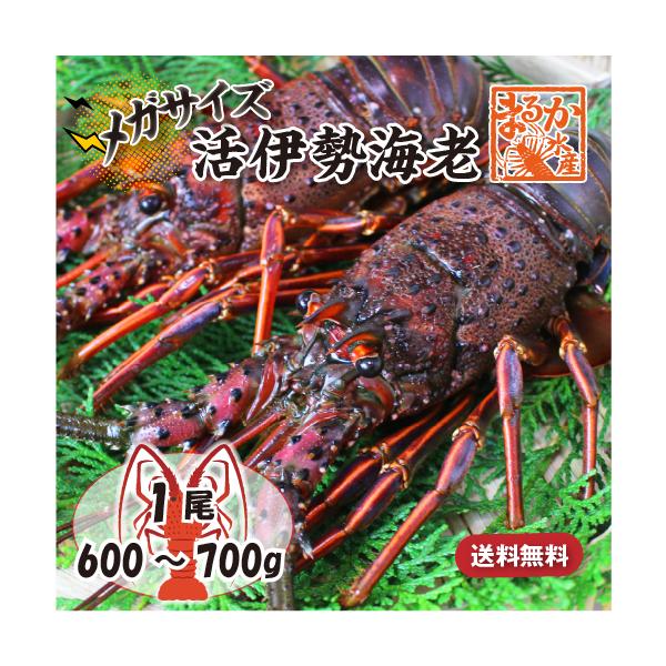 【特大サイズの伊勢海老です】特大サイズの伊勢海老（600〜700g）は、標準サイズの伊勢海老に比べ、重量も３倍近く、長さも10cmほど大きい「食べ応えたっぷり」のサイズです。新鮮なので、刺身や鬼瓦焼きなどいろいろな料理にできます。 但し、足...