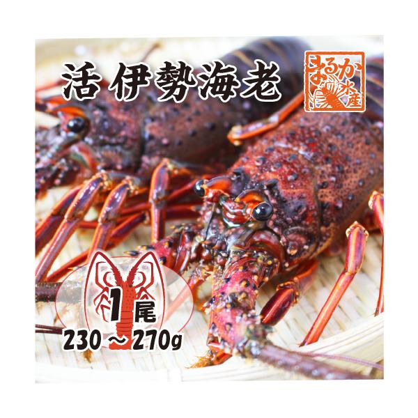 【まるか水産 標準サイズの伊勢海老をお届けします。】お刺身や鬼瓦焼きなどいろいろな料理にできる、230〜270gの標準サイズの伊勢海老をご用意しました。 但し、足も角もきれいにそろっている伊勢海老が欲しい方はご遠慮ください。ほんの少しだけ訳...