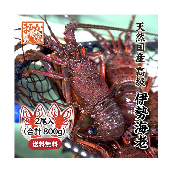 この商品は、 高級伊勢海老 大サイズ（平均400g）のセットです。縁起のいい国産の活伊勢海老で贈り物などにもお使いいただけますように 角や脚が付いている奇麗な伊勢海老です。高級 活け伊勢海老は、漁獲期のみの販売（10月〜翌年4月迄）とさせて...