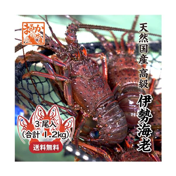 「高級伊勢海老（三重県産）」を３尾セットでお届けしますこの商品は、 高級伊勢海老 大サイズ（400g平均）の3尾セットです。縁起のいい国産の活伊勢海老で贈り物などにもお使いいただけますように 角や脚が付いている奇麗な伊勢海老です。サイズの目...