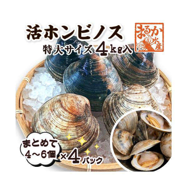 [ホンビノス貝は「ハマグリとアサリをあわせたような味わい」で、濃厚なうまみをしっかりと感じられる貝です。ホンビノス貝のサイズは、横幅5cmほどのものから10cm近いものまでありますが、こちらの商品は、9cm程度（170〜250g）の特大サイ...