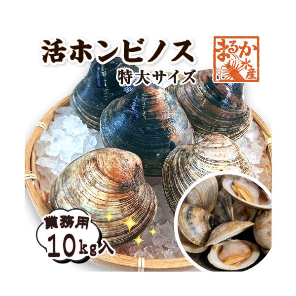 [ホンビノス貝は「ハマグリとアサリをあわせたような味わい」で、濃厚なうまみをしっかりと感じられる貝です。ホンビノス貝のサイズは、横幅5cmほどのものから10cm近いものまでありますが、こちらの商品は、9cm程度（170〜250g）の特大サイ...