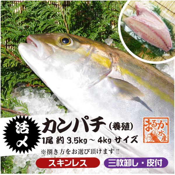 自然豊かな熊野灘で育った自慢のカンパチです。活〆された新鮮なカンパチを是非ご家庭で調理してみてはいかがでしょうか。 当店の大型水槽から水揚げした、3.5~4kgサイズのカンパチを三枚卸して、オプションで選んで頂いた皮の下処理を施してお届けし...