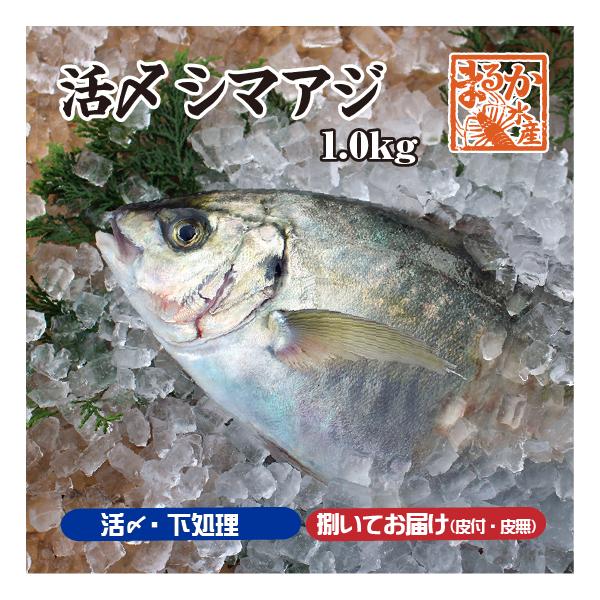 【まるか水産 捌いてお届けシリーズ】※発送（下処理）方法をご選択頂けます！※1.お刺身→　三枚おろしで、皮無しスキンレス2.塩焼きや煮付けなど→　三枚おろしで皮付き3.姿造りなど→〆てウロコ、内臓除去→　水洗い（ウロコ、内臓除去）4.姿造り...