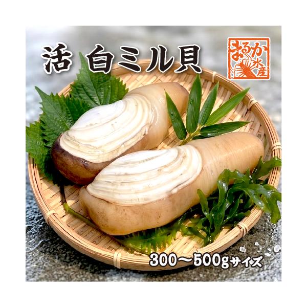 愛知県産 白ミル貝が入荷しました。白ミル貝は、水管のコリコリとした歯ごたえと口の中に広がる濃厚な甘みが特徴で、刺身や寿司種として重宝される高級貝です。 ■商品内容　活 白ミル貝 300〜500gサイズ 1個■産地　愛知県■消費期限　発送後〜...