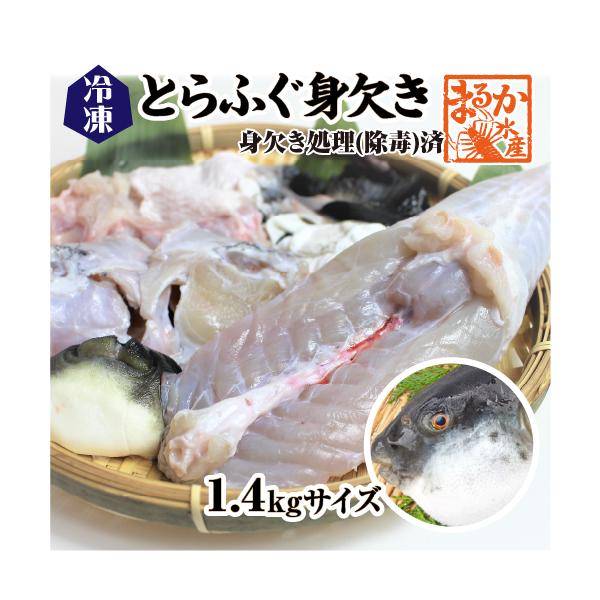 非常に肉質の良い長崎産の高級「とらふぐ」を捌いて（身欠処理（除毒して）新鮮な状態で、急速冷凍致しました。■商品内容：冷凍 とらふぐ身欠き済　1.4キロサイズ　　身欠処理（除毒）済（身欠処理後約800g〜）　身・アラ・皮・ヒレ（白子は入ってい...
