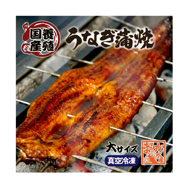 まるか水産がお届けする、贅沢な国産うなぎの蒲焼き（大サイズ）は清流水で育った身も皮も柔らかい「愛知一色産」うなぎをふっくら仕上げました。冷凍真空パックで日持ちも安心、特別な日の食卓やギフトにどうぞ。■商品内容：＞うなぎ蒲焼き（冷凍 真空パッ...