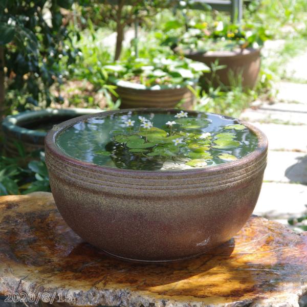 この商品は送料無料商品です（北海道・沖縄・北東北へは別途送料が発生いたします）。商品解説品名：　信楽焼 睡蓮鉢　窯肌ボール 13号 ＋お好きな水草プレゼント＋メダカ5匹付(死着保障なし)品番：　用途：　水鉢　花蓮（花ハス）　睡蓮（スイレン）...