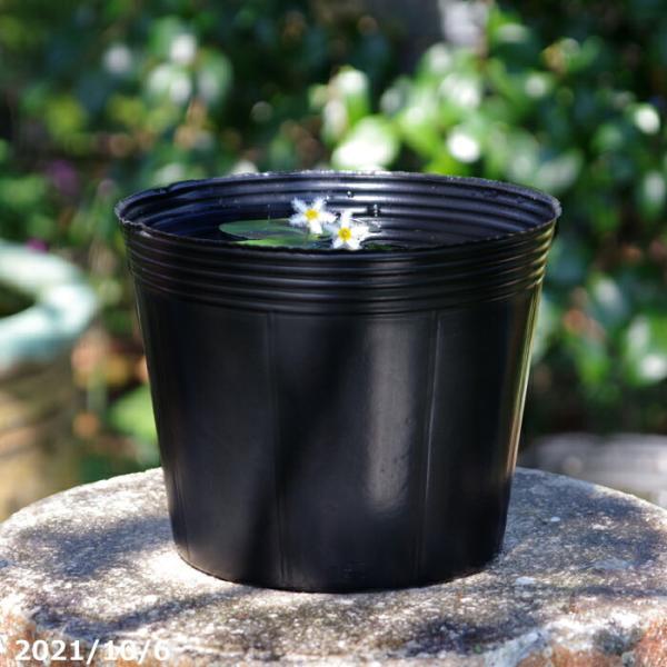 水生植物用：睡蓮・スイレン・水草（アサザ・ガガブタ等）黒ポット　底穴無しサイズ:6号サイズ(直径18cm、標準高さ15cm、底面13cm)　容量:2.9L10ポット単位