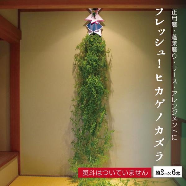 【ご注意】この商品に熨斗飾りや南天はついておりません。※1　お届け日時にご希望がございます場合、ご注文時のメッセージ欄へご記載くださいませ。※2　北海道・沖縄・北東北へのお送りの場合、別途送料が発生いたします。【学名】Lycopodium ...