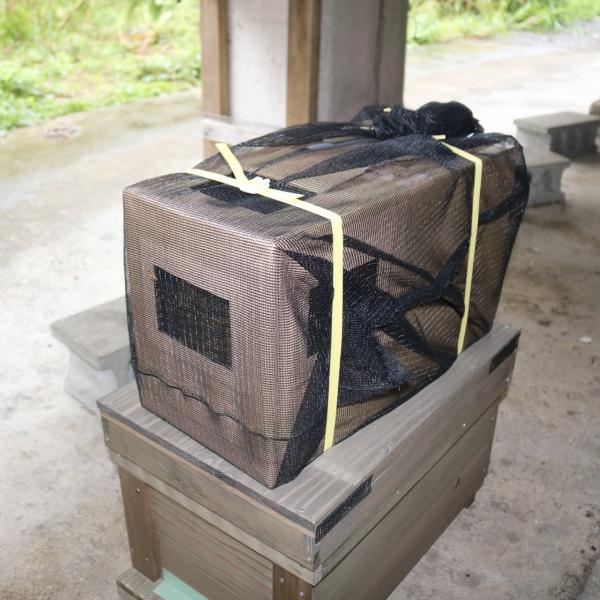 交配用ミツバチは、果樹等の受粉交配を目的とした主に農家様や個人のお客様に多くご利用いただいております。沖縄県石垣島の自社養蜂場にて大切に育てた健康なミツバチを直接お客様にお届けいたします。※ミツバチがより長く受粉活動を行える様になりました。...