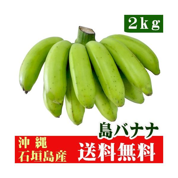 小さいけどパワフルなの美味しさ！石垣島産島バナナ。通常のバナナよりも小さいですが、味がギュッと詰まっていて、こってりとした濃厚な美味しさを楽しめます。この味わいは、一度食べると忘れられません！バランスのよい甘さと酸味が魅力の島バナナ。島バナ...