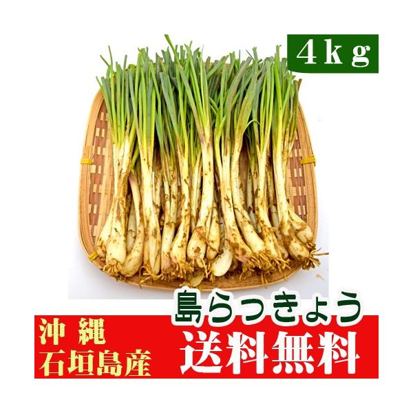 石垣島や沖縄では、お酒の肴としても人気！食欲をそそる香りにピリ辛味が美味しい沖縄野菜「島らっきょう」。採れたて新鮮な島らっきょうを全国どこでも送料無料でお届けです。「石垣島産島らっきょう４ｋｇ」です。※当店は収穫したての野菜を発送させて頂い...