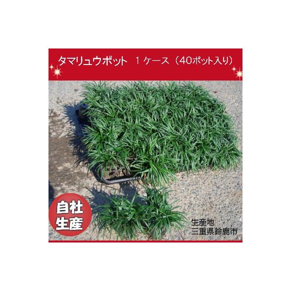 グランドカバー大人気タマリュウポットタイプ！自社生産で良質なタマリュウをお届けします！狭い駐車場の目地のような所から広い場所まで、和風にも洋風にも幅広く利用できます。 密生してくると雑草は少なくなるので雑草対策にもなります。　法面など植える...