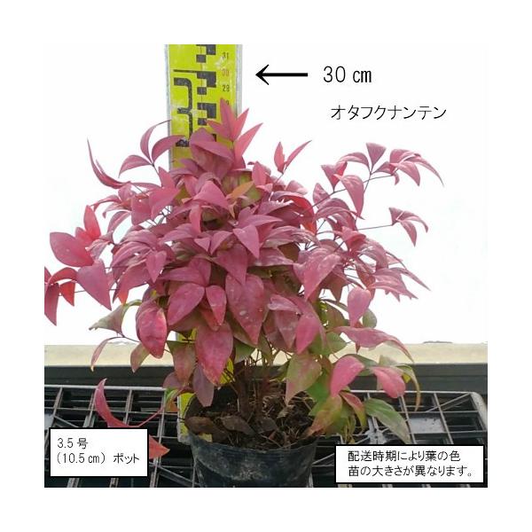 冬季のお花が少ない季節も赤い葉が楽しめます。