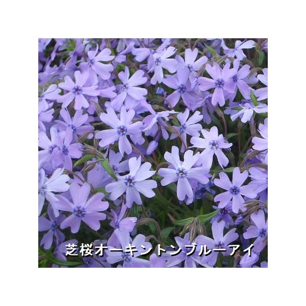 9ｃｍ（3号）ポット苗ｘ10ポット　花期以外は、葉のみの苗です。配送時期により苗の状態は異なります。