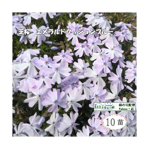 9ｃｍ（3号）ポット苗ｘ10ポット　花期以外は、葉のみの苗です。配送時期により苗の状態は異なります。