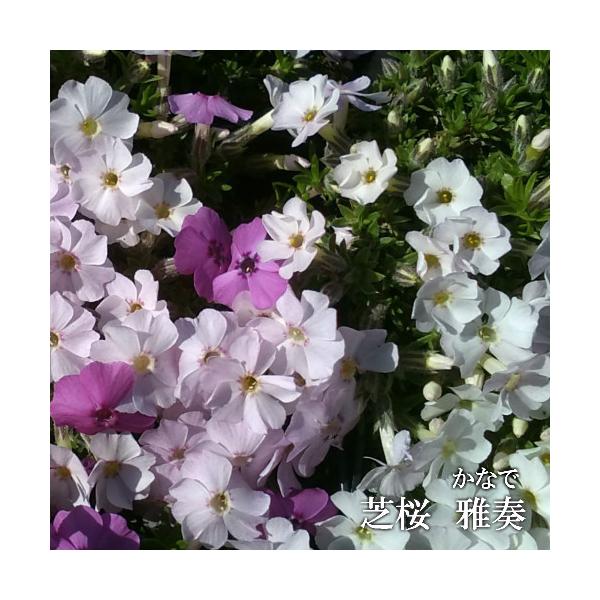 芝桜9cm(3号）ポット苗／花色：混色　白・ピンク系／芝桜専門店(楽天市場2007年~2022年）販売品種　生産数の少ない品種です。受注生産は、ご相談ください