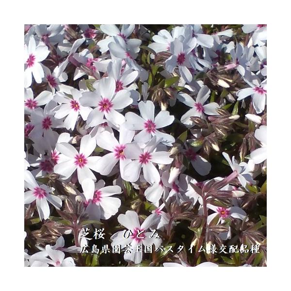 芝桜9cm(3号）ポット苗／花色：白(混色）／芝桜専門店(楽天市場2007年~2022年）の販売　希少品種　広島県　園芸王国パスタイム様オリジナル品種