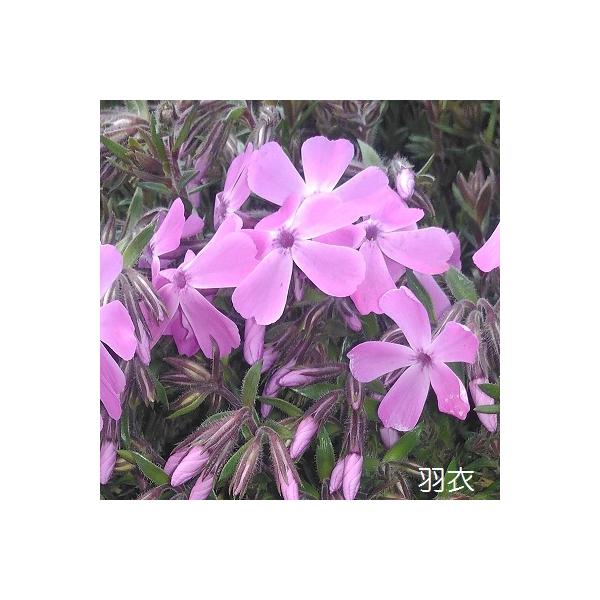 芝桜9cm(3号）ポット苗／花色：ピンク／芝桜専門店(楽天市場2007年~2022年）販売品種