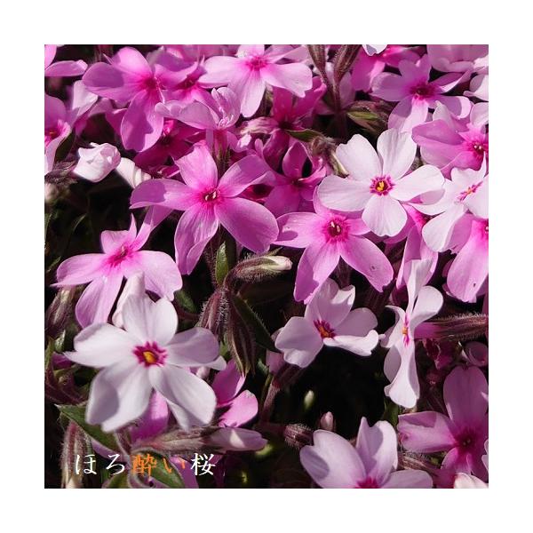 9cm(3号)ポットX1ポット※画像は、イメージです。広島県　園芸王国パスタイム様オリジナル品種