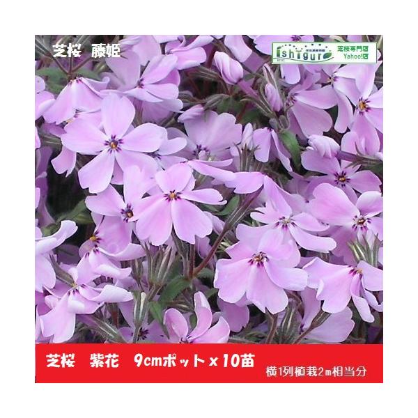 9ｃｍ（3号）ポット苗ｘ10ポット　※品種のご選択はお受けできません。紫系の花の咲く芝桜をお届けします。花色は、個人によって見え方が異なり、同じ花でも青に見える方、紫に見える方がいらっしゃいます。品種は、お選びいただけません。一般的に紫と呼...