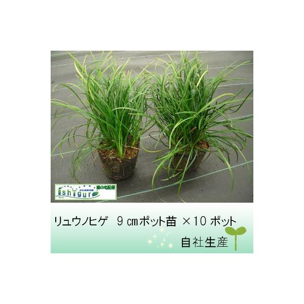 タマリュウと同様の管理方法でOKです。タマリュウより葉が長く　かなりフサフサした感じです。土留めや駐車場と塀の目地などによく使われます。和風、洋風を問わずご利用できます。日当たり、水はけの良い場所が適していますが耐陰性があるので、日陰でも生...