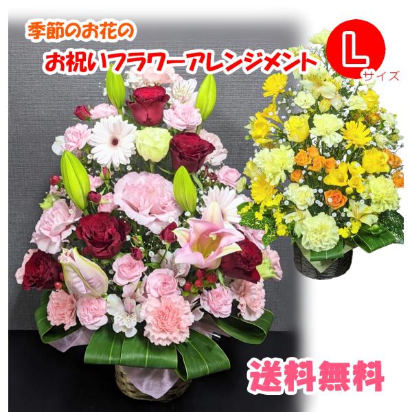 【用途】・お祝い 誕生日 開店祝い 退院 入学 卒業 退職【サイズ】・高さ約50cm x 幅約40cm※生花のため若干の固体差があります。【付属品】・お手入れ書・栄養剤※ギフト商品のため金額の入った納品書等は同梱致しません。【立札又はメッセ...