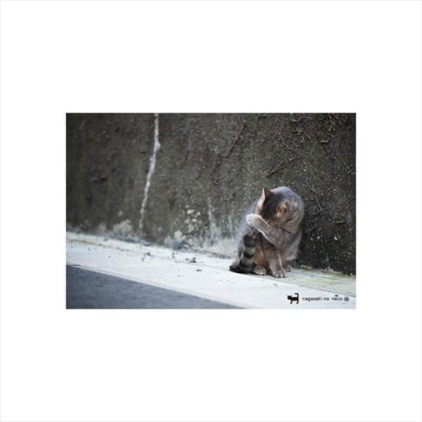 長崎の尾曲がり猫の日常をきりとったポストカードです。長崎のまちとねこはよく似合います。ーーーーーーーーーーーーーーーーーーサイズ：W10cm×H14.8cmーーーーーーーーーーーーーーーーーー