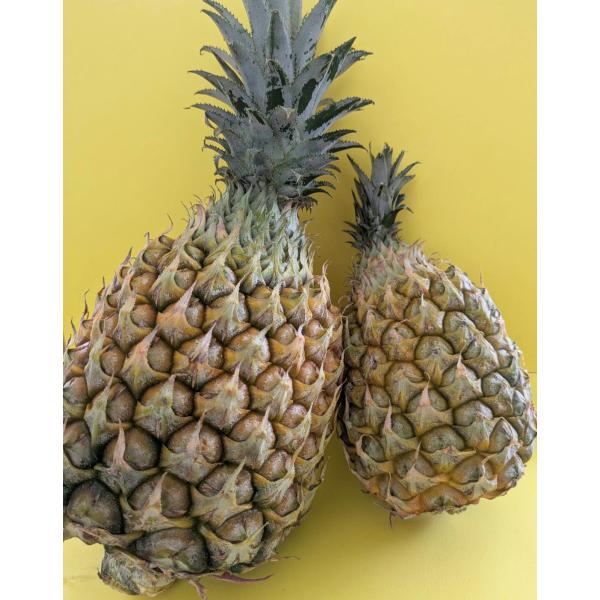 スナックパインは手でちぎって食べれ、酸味が控えめの甘さ。スナックパインの切り方１）おしりの部分を少し切る２）おしりの方から順に皮ごと節目から果肉を裂くようにとる。３）するとポロポロと簡単にとれます。さあ、召し上がれ♪◎食べごろサインパイナッ...