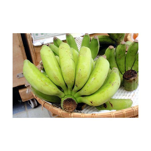 沖縄　石垣島から直送の島バナナです。「島バナナ」普通のバナナに比べ小さいバナナです。島バナナのおいしい食べ方ヒモで吊るし風通しのよいところで追熟させます。熟してくると黄色く色づいて黒い斑点がでてきます。とてもバナナの美味しいにおいがしてきま...