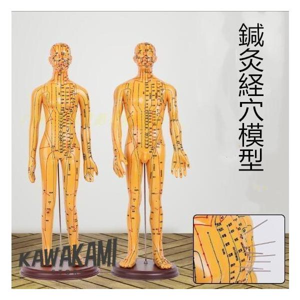 人体模型 ツボ 針灸 鍼灸経穴模型 経絡 モデル 整体 マッサージ 学習用 男 女当商品の表面は硬質でできているので針を刺すことができない、予めご了承ください。