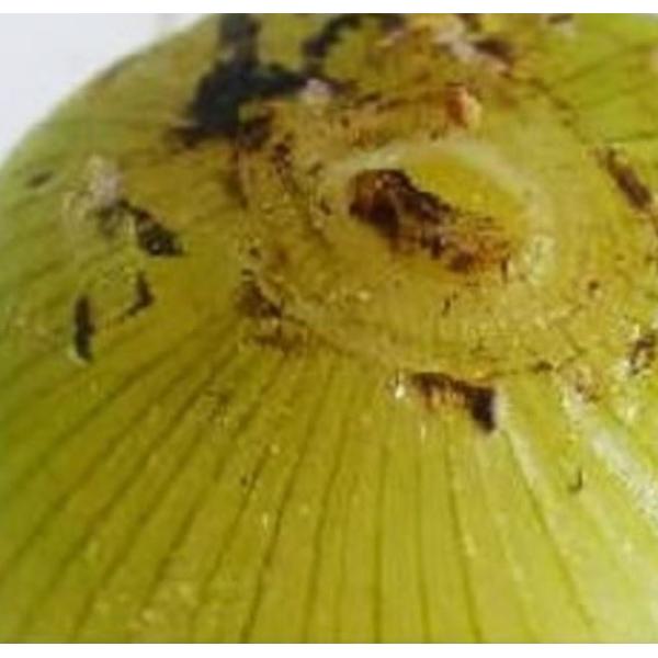 【商品特長】1、こだわりの方法で栽培したオリジナルのフルーツ玉ねぎ(糖度11とフルーツの梨と同等の甘さを実現)です。2、肥料は海藻エキスや牛の堆肥などの有機肥料に加え、東京農業大学が開発に携わったミネラル肥料を使用し、農薬は極力使用しない栽...