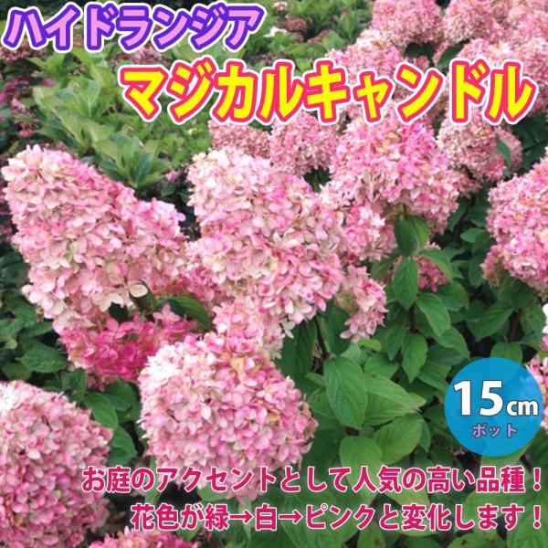 ノリウツギはアジサイの仲間で、日本原産の初夏の花です。アジサイよりも開花はかなり遅めです。【お読みください】お届けする苗は5号ポット植え、樹高約15〜30cmの苗です。樹高は多少変動することがあります。夏以降は葉が傷んでいる場合がございます...