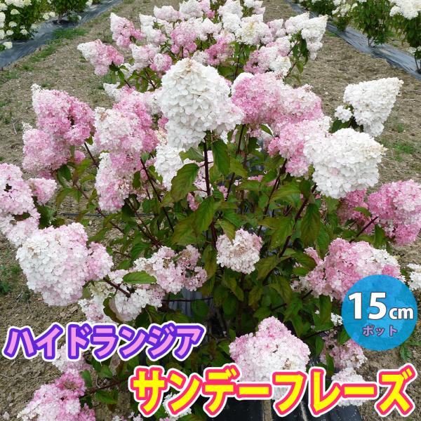 ノリウツギはアジサイの仲間で、日本原産の初夏の花です。アジサイよりも開花はかなり遅めです。【お読みください】お届けする苗は5号ポット植え、樹高約15〜30cmの苗です。樹高は多少変動することがあります。夏以降は葉が傷んでいる場合がございます...