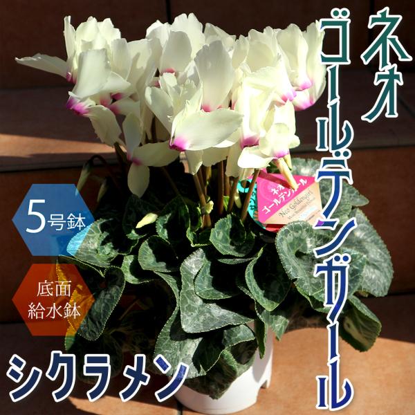 爽やかなレモンイエローの花弁に濃ピンクの目が入る、明るく艶やかな品種です。ピンクや赤系が多いシクラメンの中でも異彩を放つ逸品です。「ネオ ゴールデンガール（Neo Goldengirl)」は、「ゴールデンガール」をさらに改良した品種で、黄色...