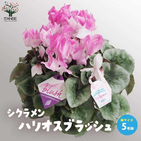 デリケートに、パウダーをのせたようなパステルトーンの花弁です。白い花弁にさっと頬紅をさしたような美しいニュアンス。寒くなってくると花弁の上部がさらに濃く色づいてきます。美しいシルバーリーフが更なるデコレーション効果を引き出します。育て方・管...