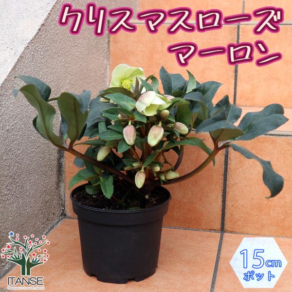 多花性でコンパクトにまとまるので、鉢植えでも地植えでも楽しむことができます。マーロンの花のサイズは6cm〜7cm、大株になると背丈は40cm程度になります。気温や日照条件により、1株のなかで花弁の色がクリーム色〜グリーンまで変化し、やがてグ...