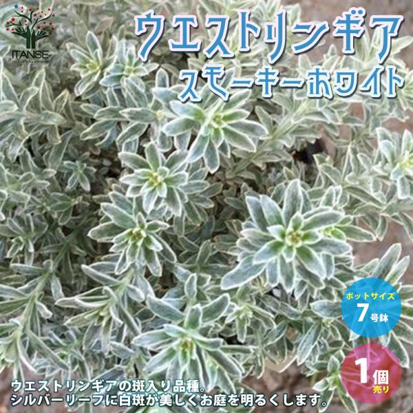 お庭に映えるオージープランツ。スモーキーホワイトはウエストリンギアの斑入り品種で、シルバーリーフに白斑が美しくお庭を明るくします。春〜夏に咲く白い小花も魅力的です。矮性なので樹形がまとまりやすく、暑さ・寒さに強く手間いらずで放任栽培可能です...